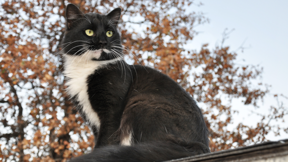 Cowboy Tuxedo Cat Leading His Flock of Chickens Is Pur-Fect