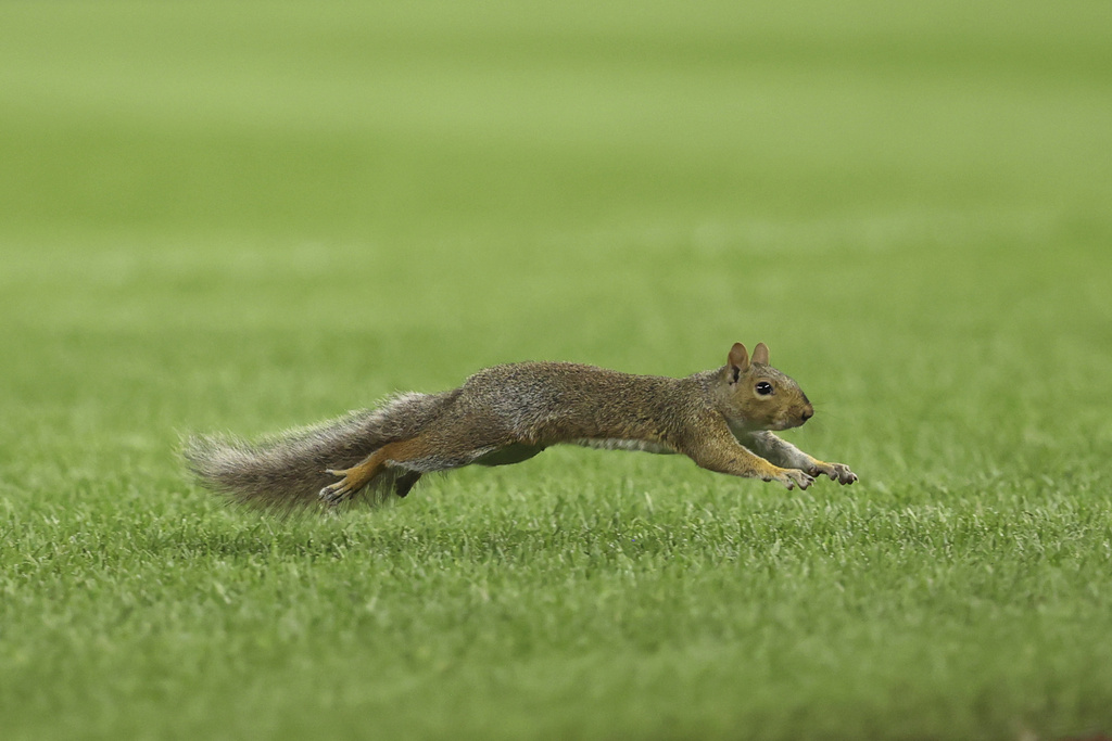 Squirrel runs onto Yankee Stadium field during 4th inning of Red Sox ...