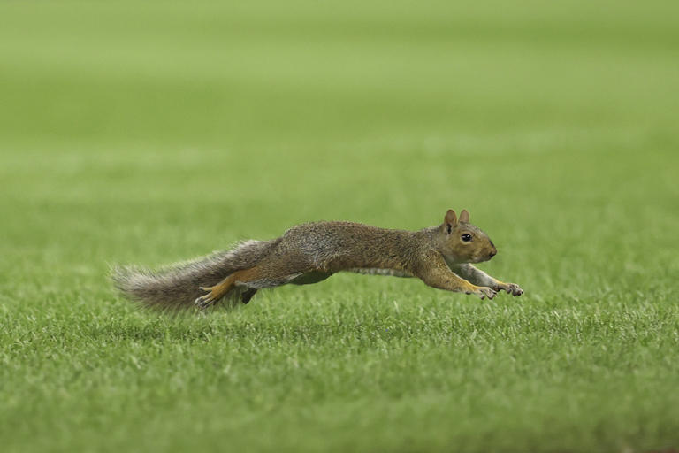 Squirrel runs onto Yankee Stadium field during 4th inning of Red Sox ...