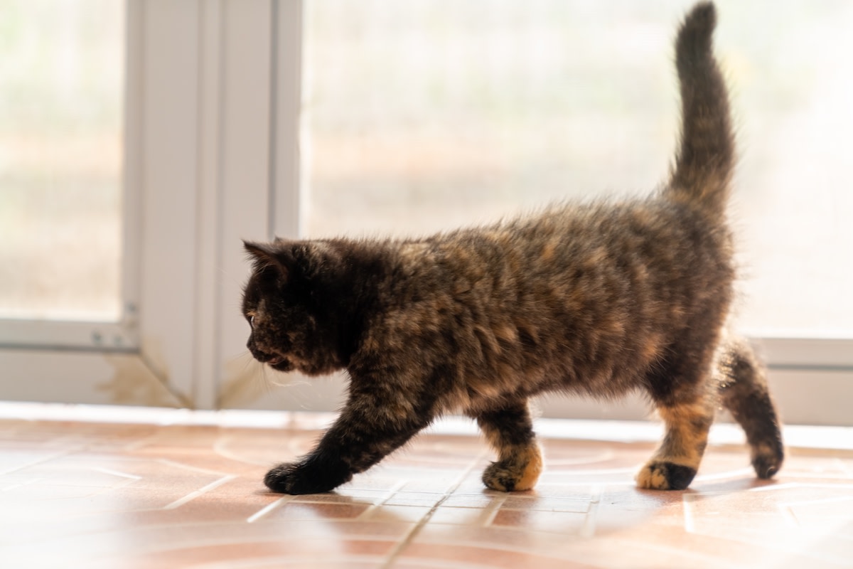Tiny Kitten’s Unique Split Face Makes Her Look Like Two Cats at Once