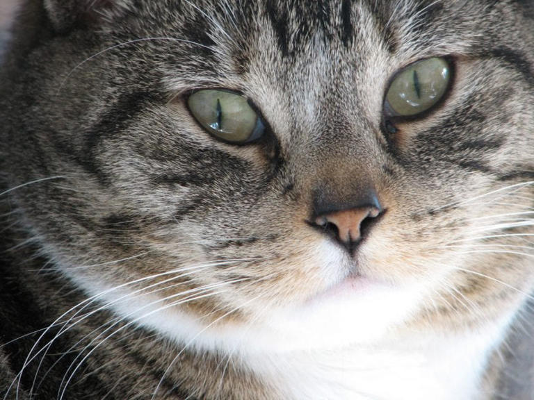 Gato triste: causas, señales claras y cómo ayudarle de verdad