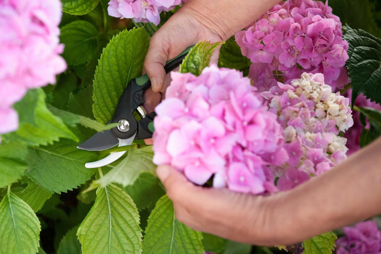 Cómo podar hortensias: guía para cuidarlas y disfrutar de flores más ...