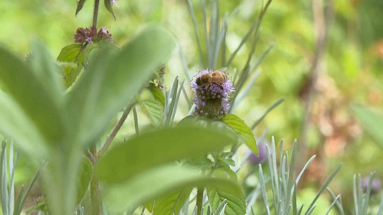 Inside Berlin’s ‘Monk’ garden that grows edible and medicinal plants
