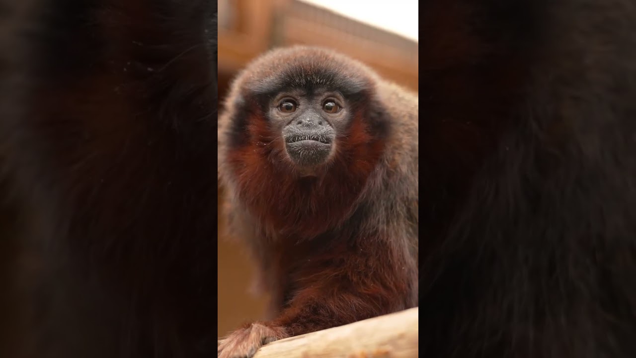 Coppery titi monkey charms with playful moves