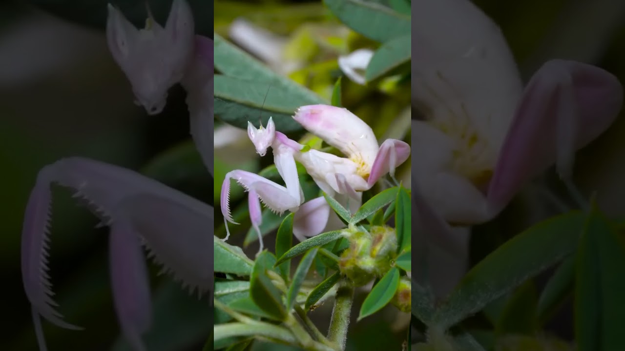 Orchid Mantises Perfectly Mimic Their Surroundings