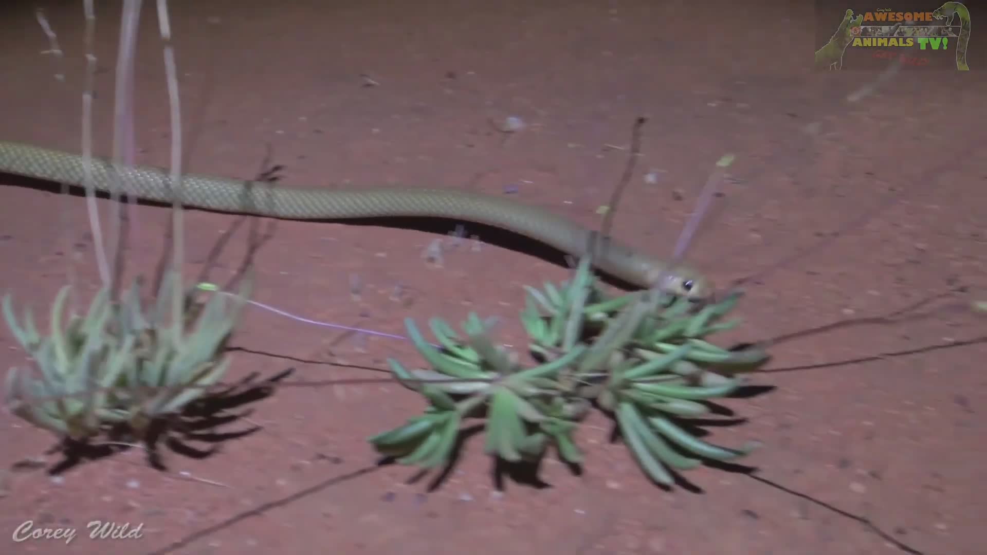 Deadly venomous snakes | Brown snake, king brown mulga snake, white ...