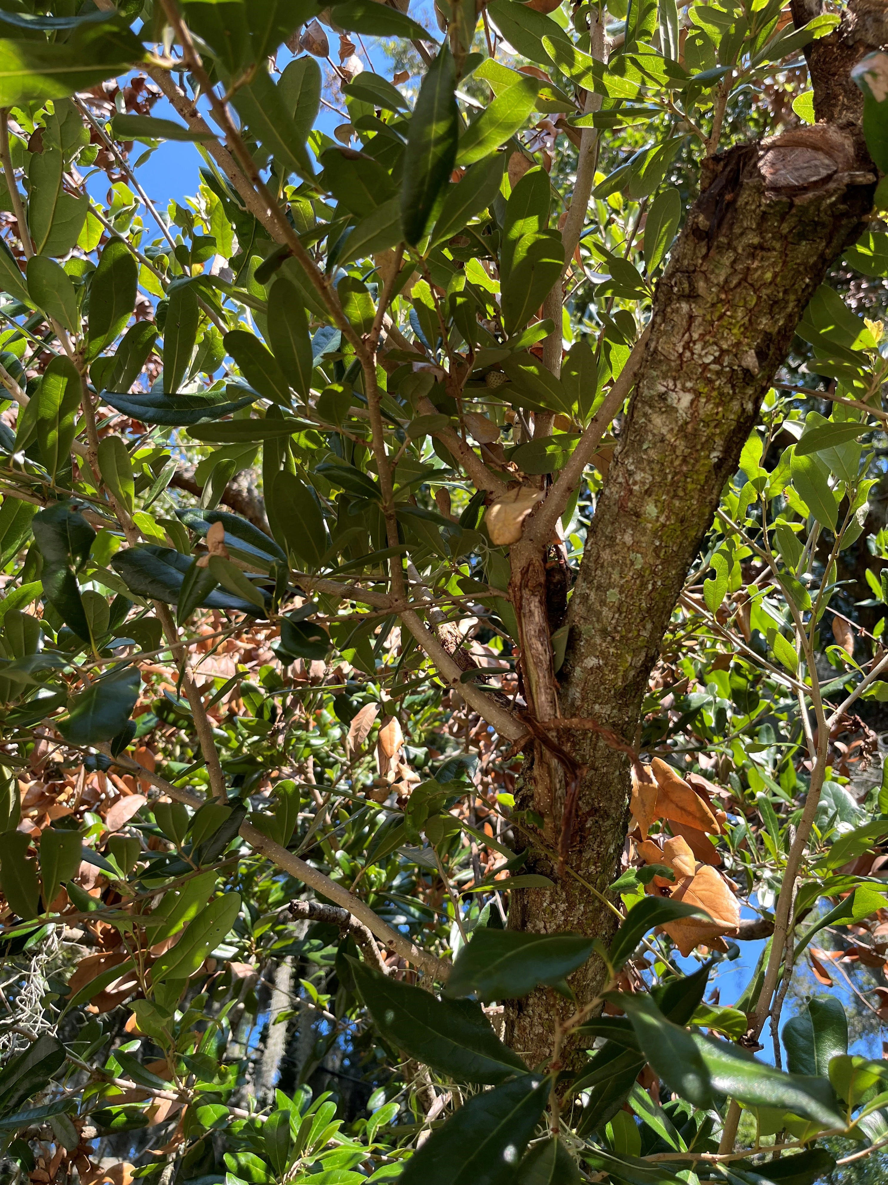 Dead branches on your tree? Here's the problem