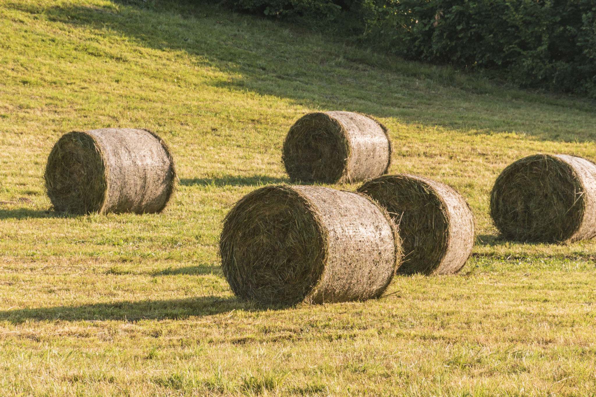 Six cents bottes de foin ont pris feu à Pampigny