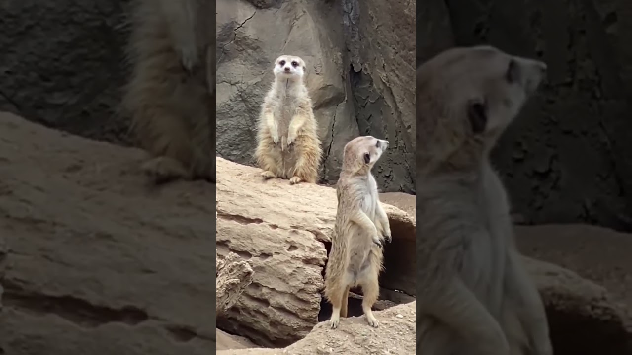 Meerkats enjoy favorite mealworm snack during special day