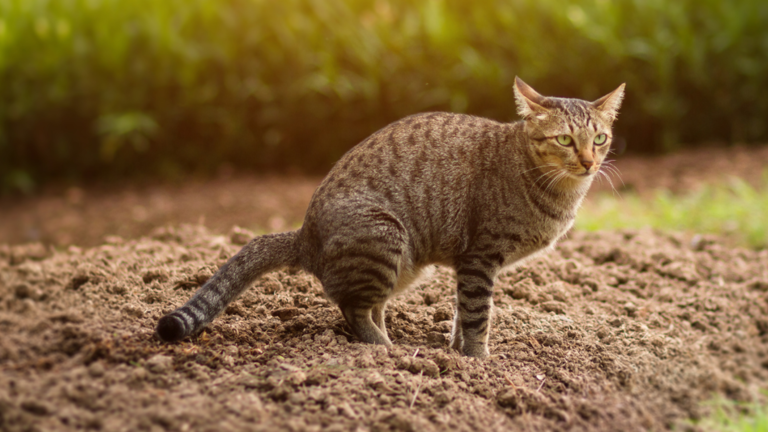 Last van katten in je tuin? Tips om katten te weren uit de tuin