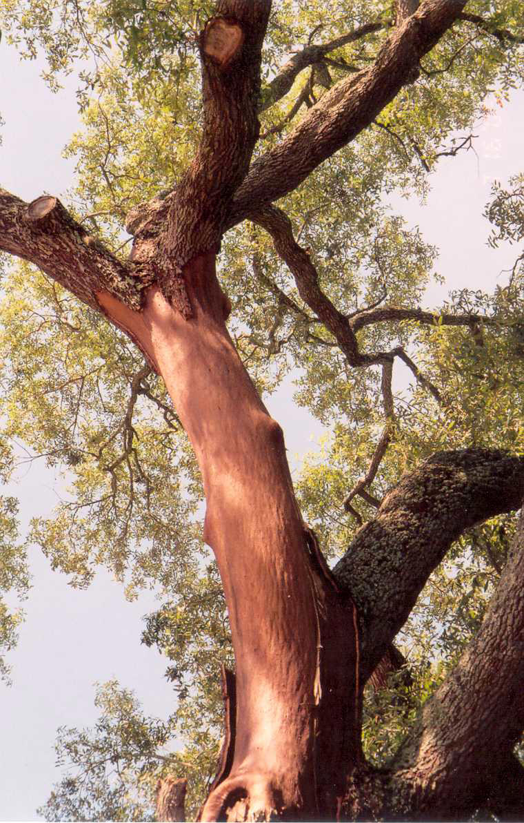 Dead branches on your tree? Here's the problem