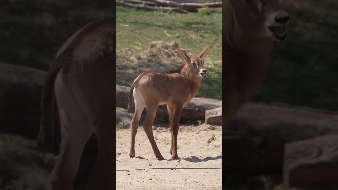 See a pretty little baby roan antelope resting peacefully