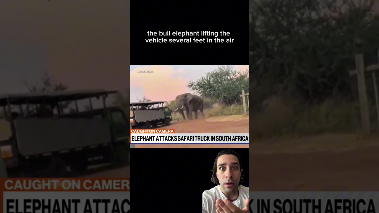 Elephant attacks safari bus: Survival lessons from the wild
