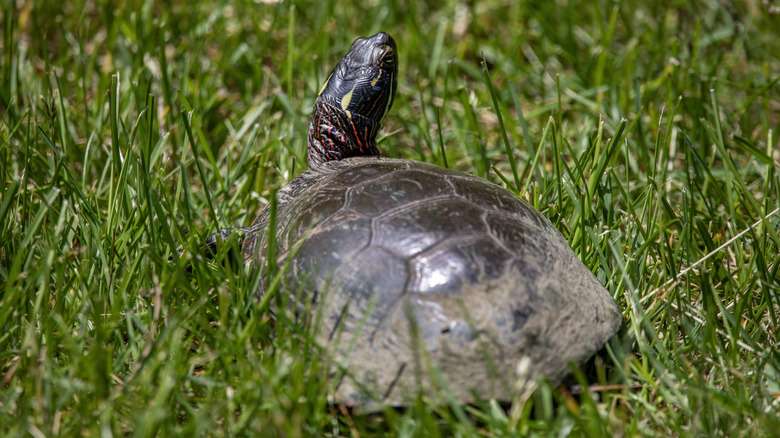 How To Mow Your Lawn Safely If You Have Backyard Turtles