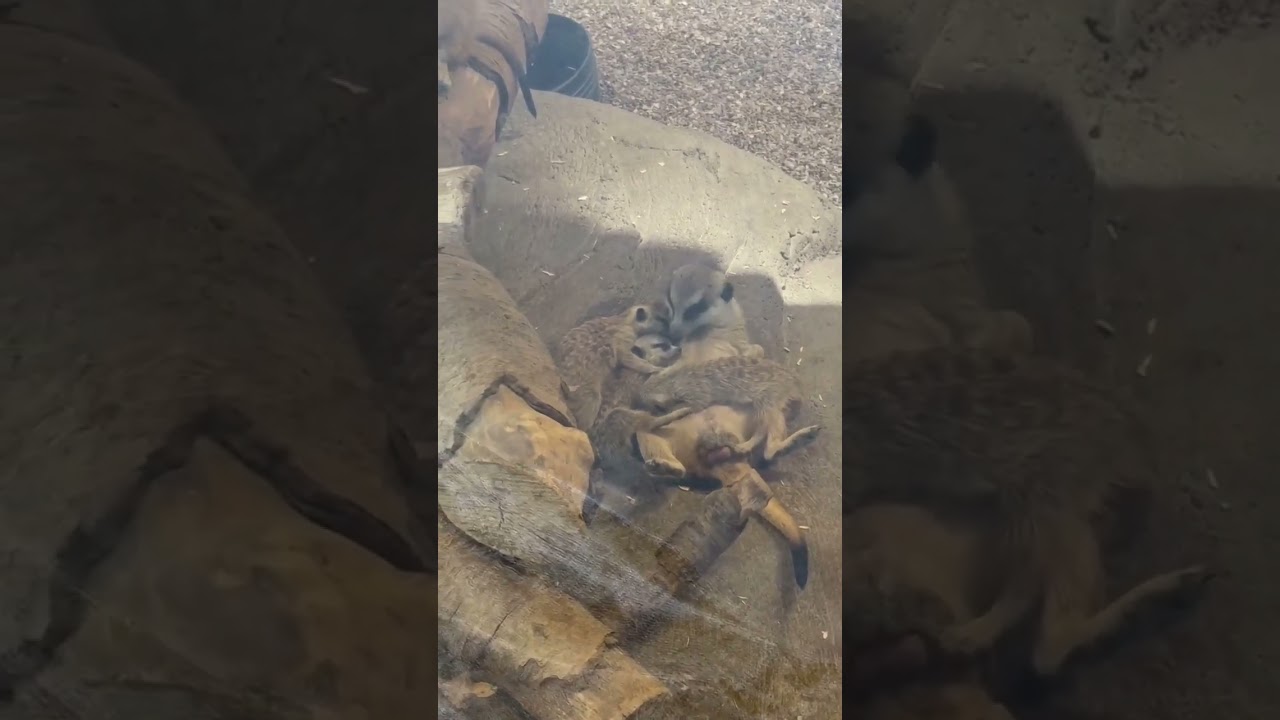 Meerkat family snuggles with proud dad Chaka on guard