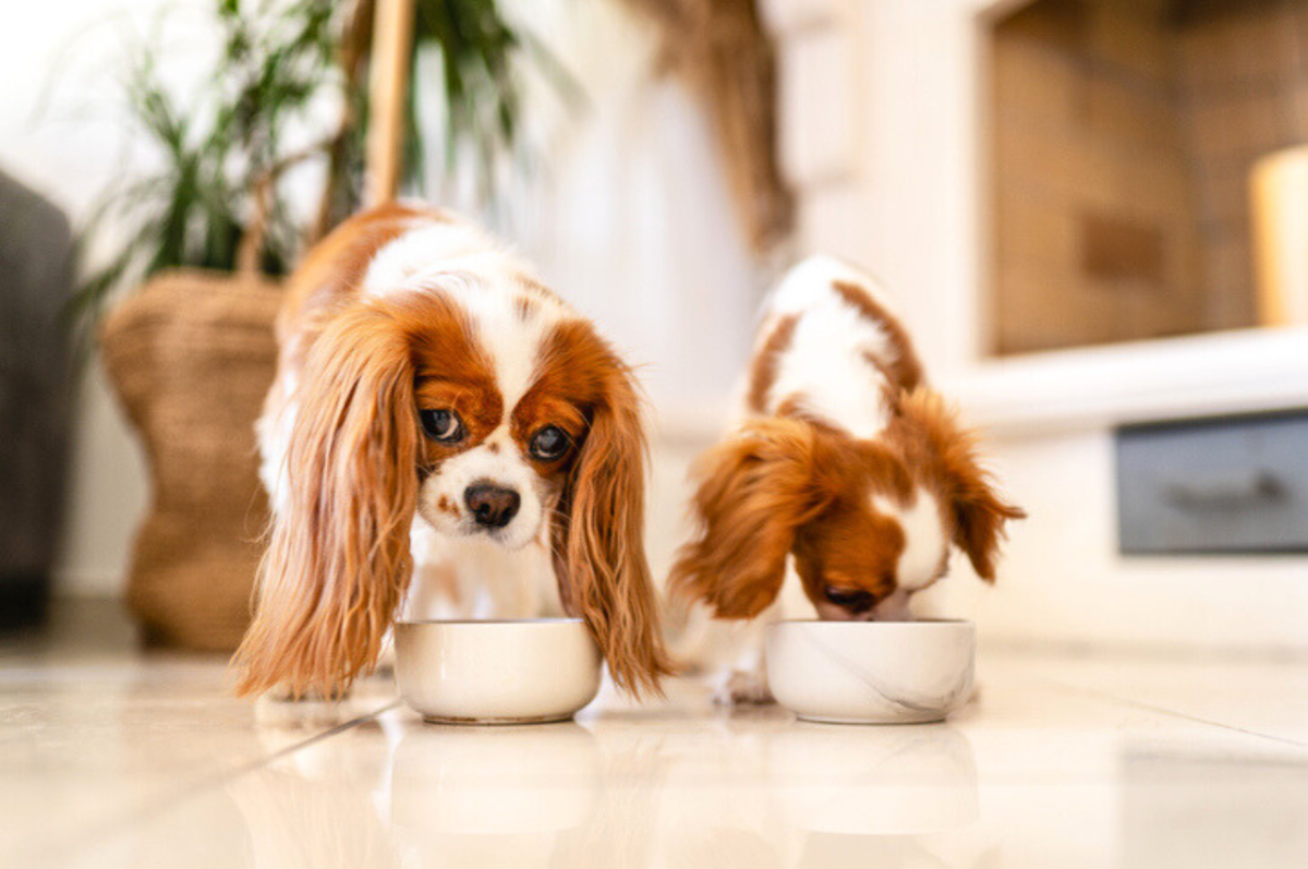 Can Adult Dogs Eat Puppy Food? The Answer May Surprise You!