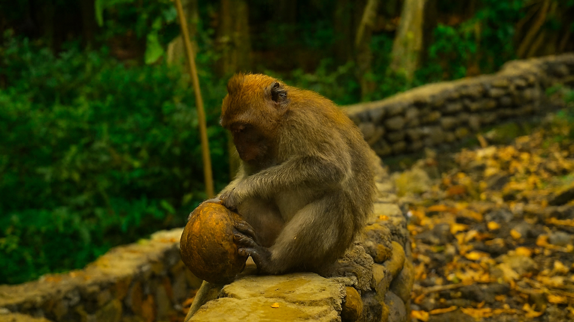 El mundo animal en detalle – Tranquilidad en 4K