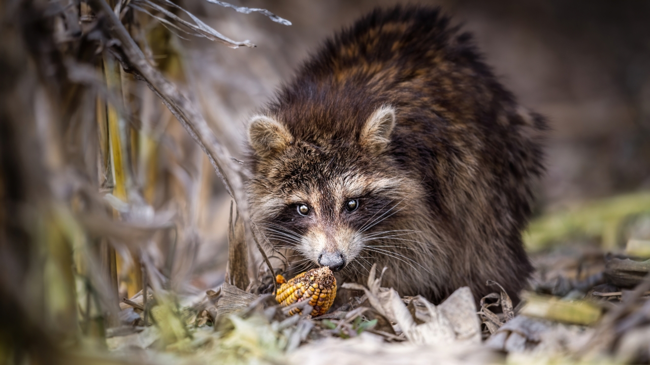 10 Things in the Yard That’ll Attract Raccoons Faster Than Trash