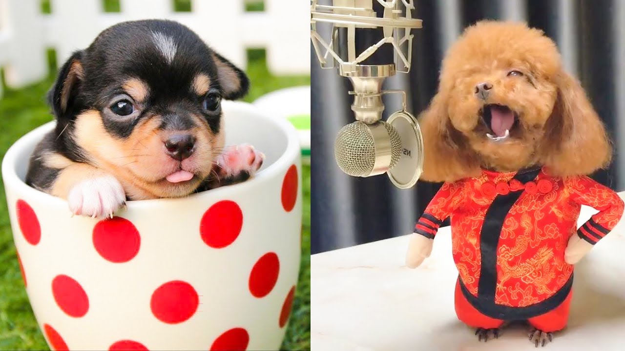Tiny Pup in Polka Dot Cup and Singing Dog in Red Outfit