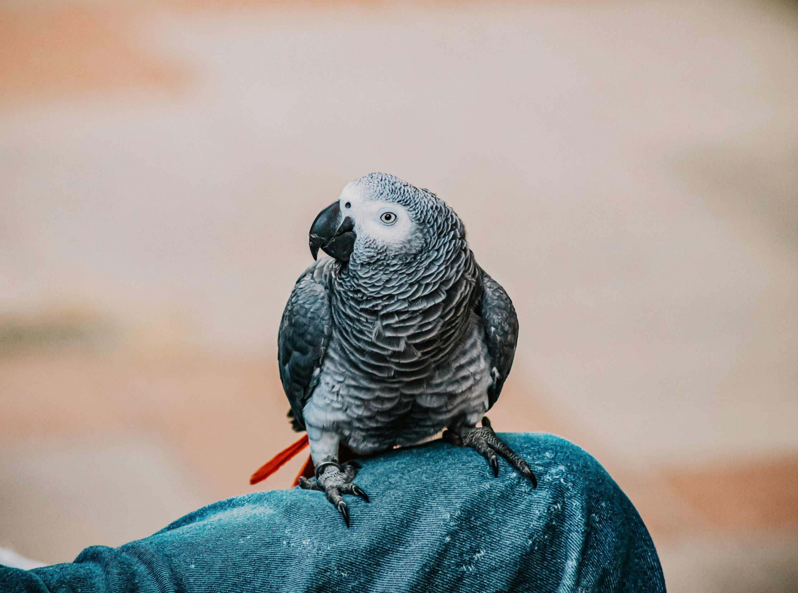 The surprising intelligence of grey parrots revealed