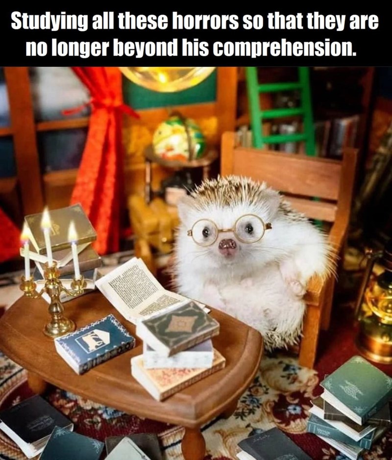 35 Cheeky Animal Memes For When Society Gets Too Much