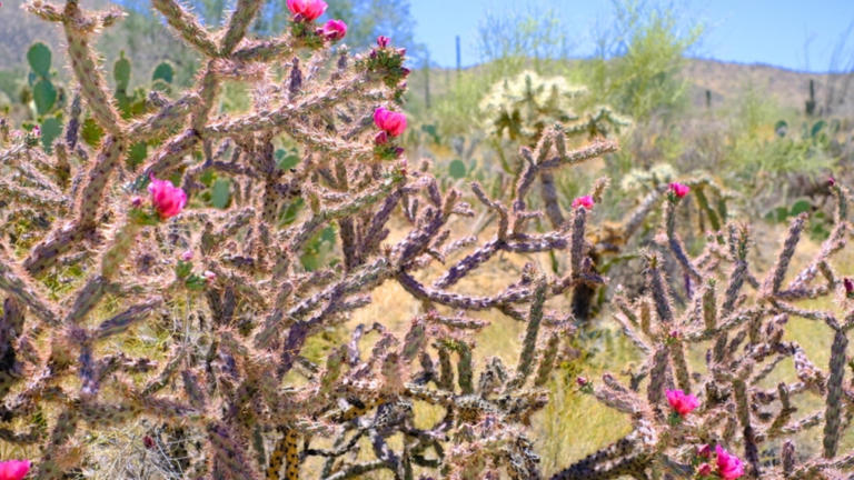 15 Gorgeous Flowering Desert Plants