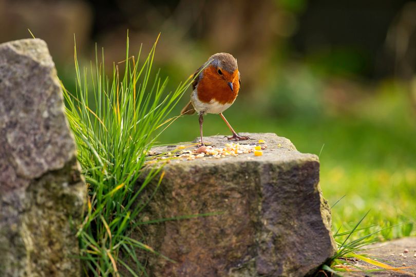Robins 'need our help' to survive by doing one thing immediately