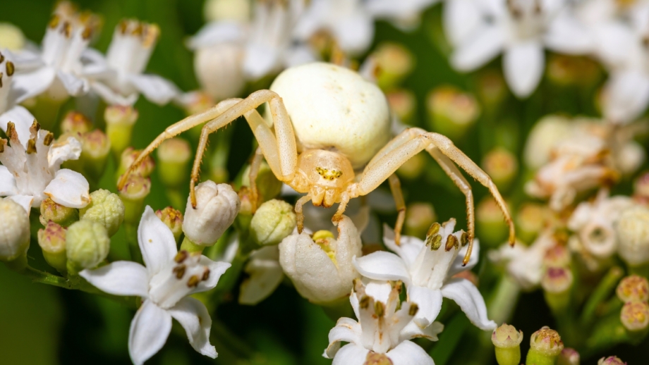 Good and Bad Spiders in the Garden: What You Should Know