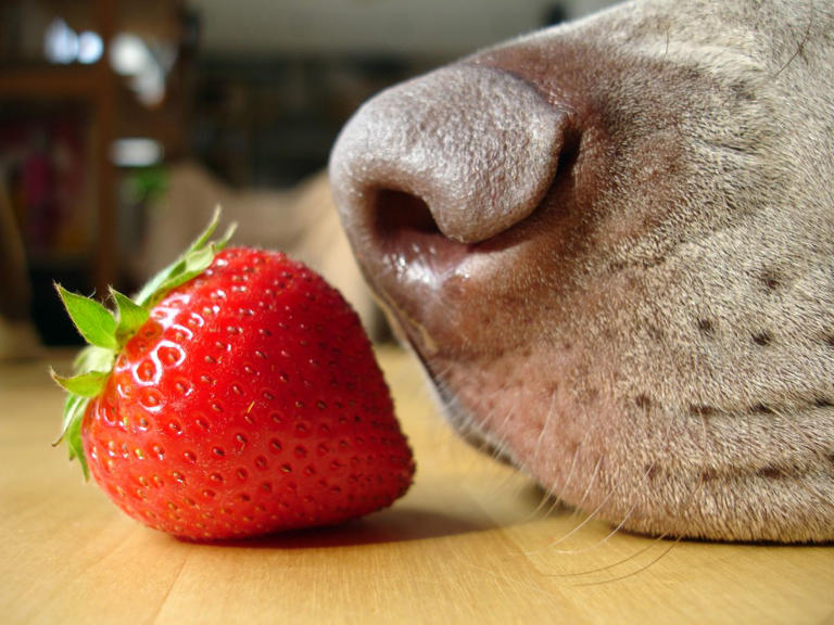 Can Dogs Eat Strawberries? Here's How to Serve Them Safely