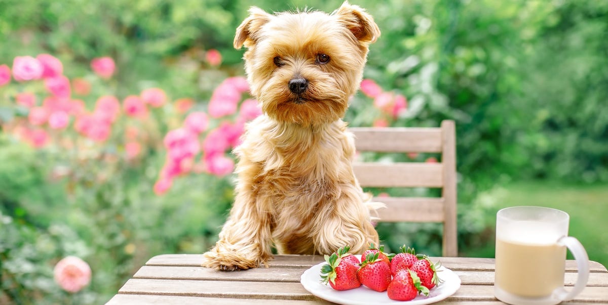 Can Dogs Eat Strawberries? Here's How to Serve Them Safely