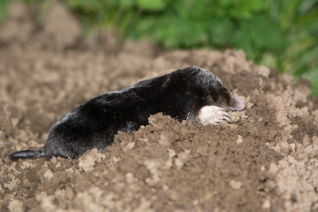 Tiny, Blind, and Bossy—Here’s Why Moles Rule The Underground