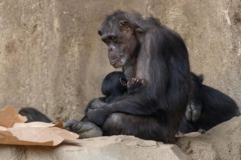 10 Animals That Shouldn’t Be Released Back Into The Wild