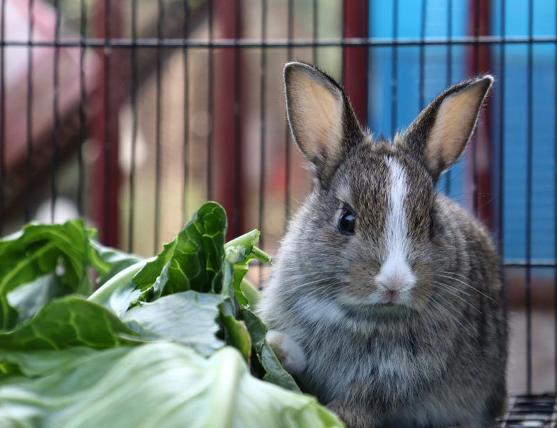 10 Animals That Shouldn’t Be Released Back Into The Wild