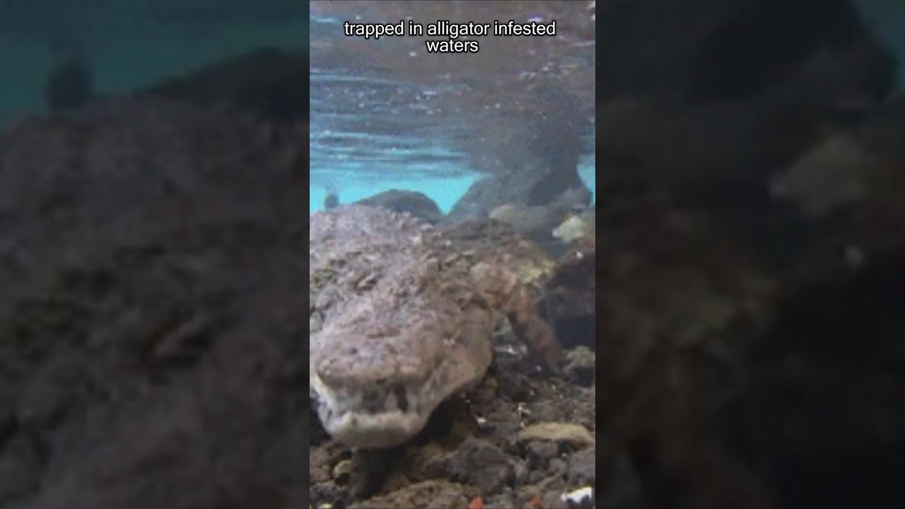 Plane Crash Survivors Stranded in Alligator-Infested Swamp