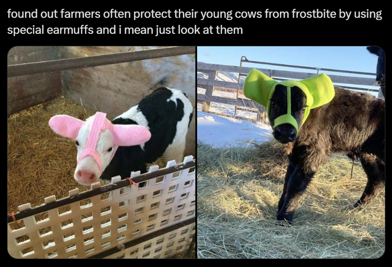 35 Cheeky Animal Memes For When Society Gets Too Much