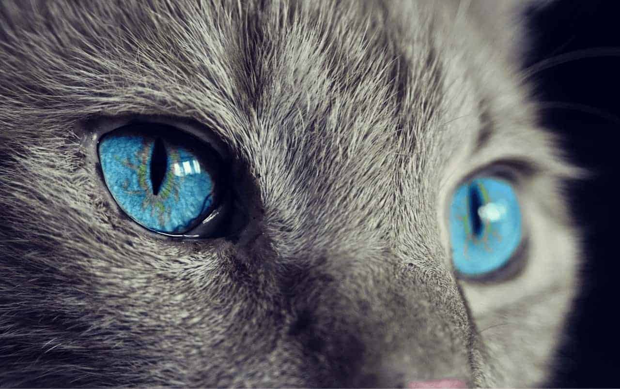 The Rarest and Most Common Animal Eye Colors