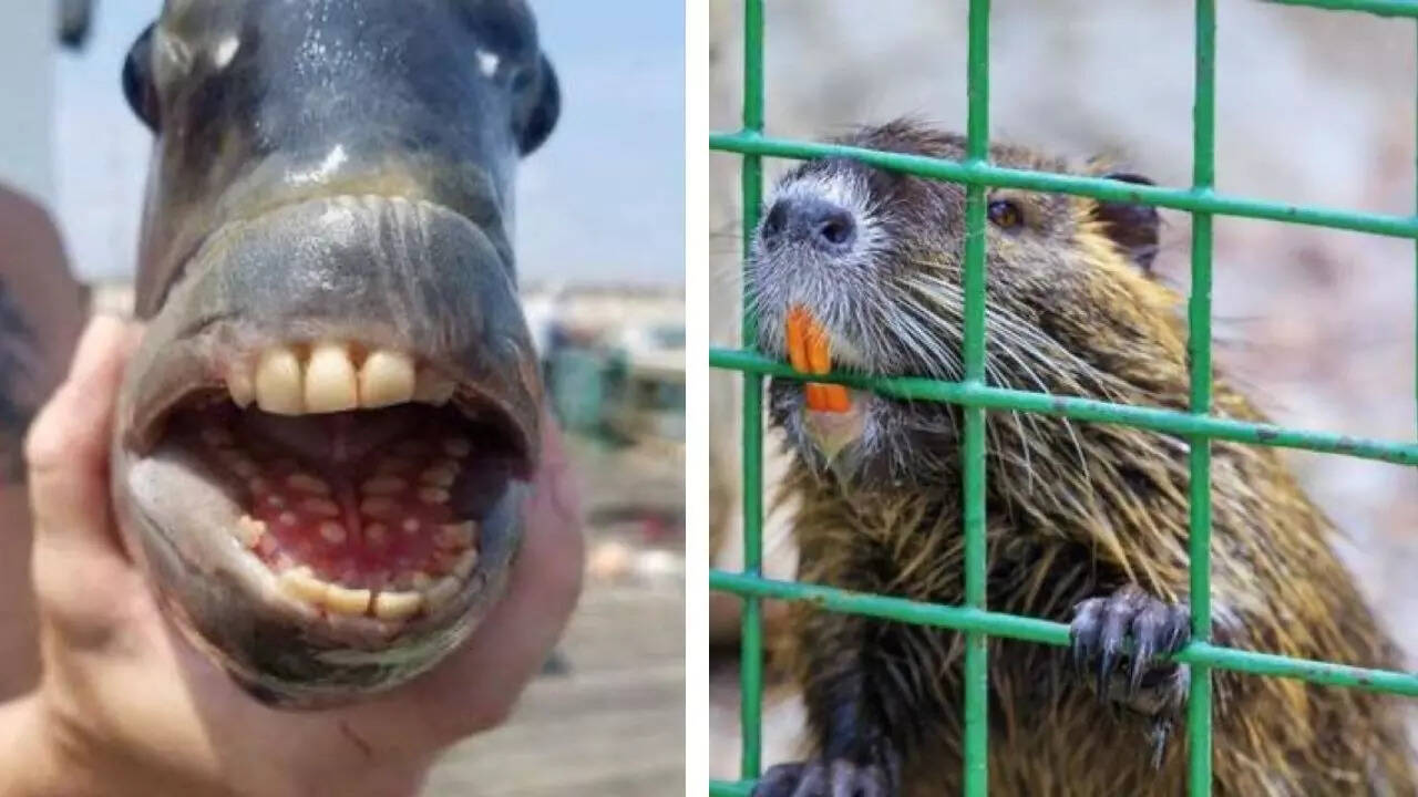 From human-like molars to bright orange incisors: 5 animals with the ...