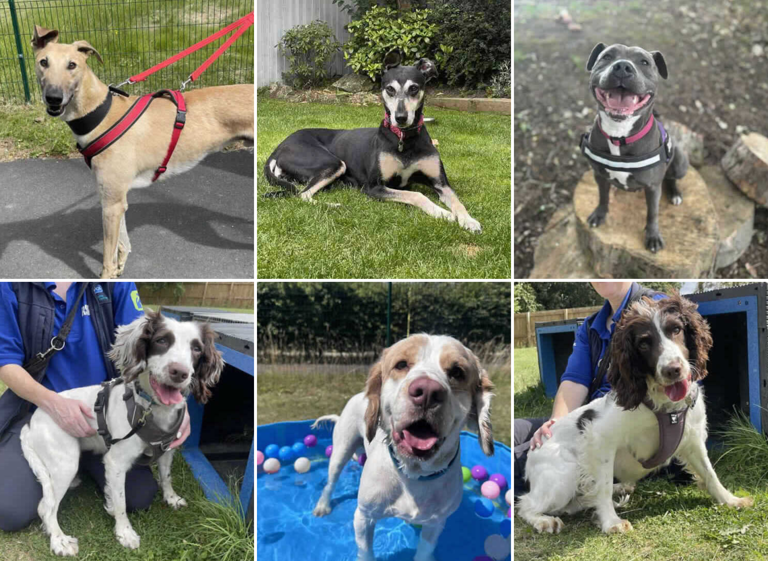RSPCA appeals for homes for six North East dogs who have spent more ...