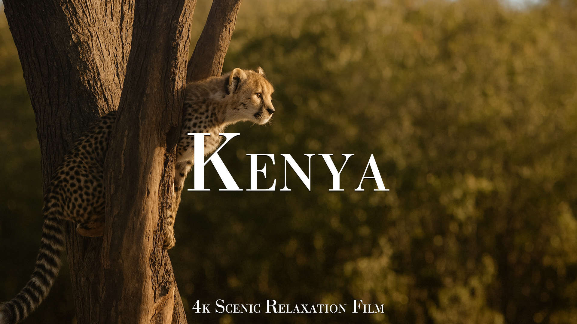 Exploring Kenyan Safari of Kenya from Above – Captured in 4K