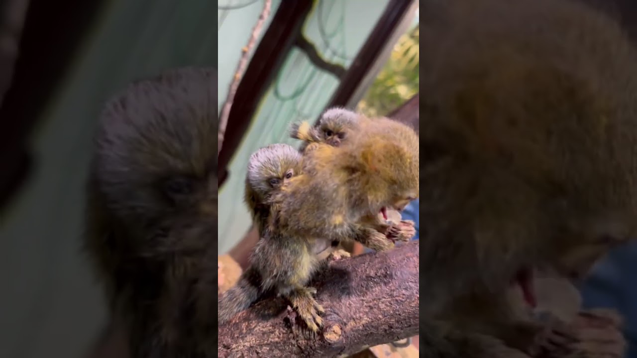 Watch a tiny pygmy marmoset monkey family together
