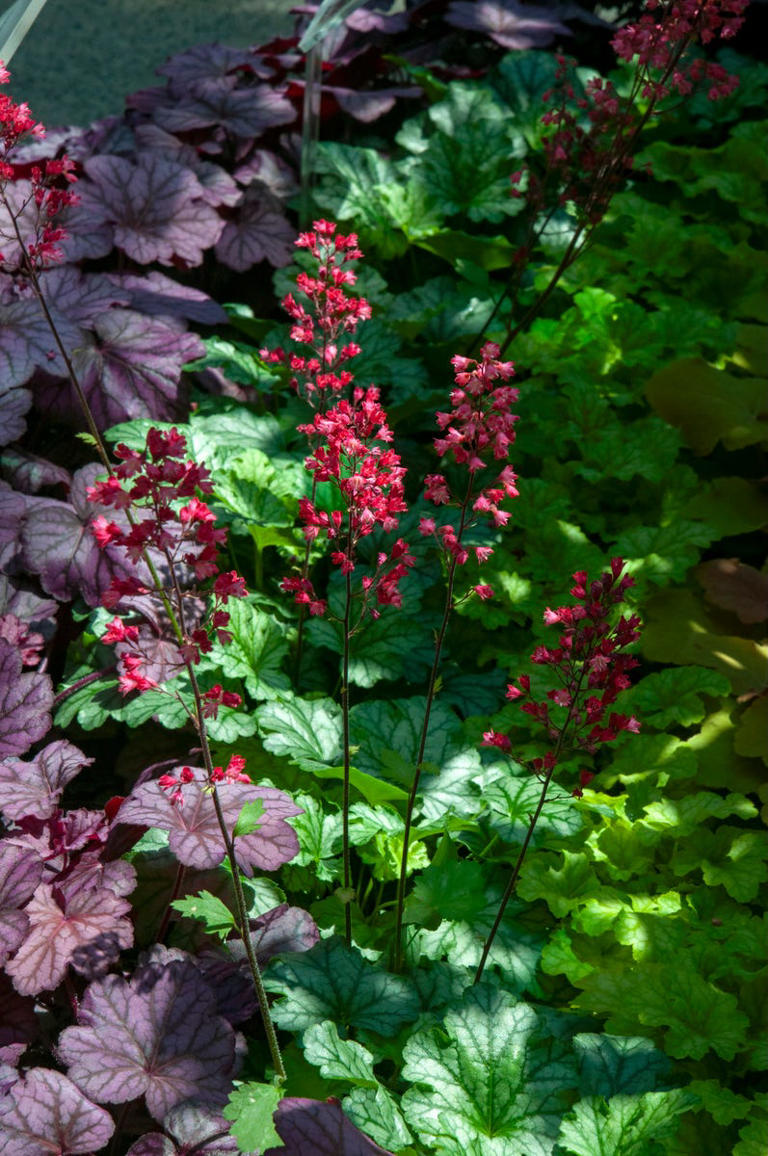 How to grow heuchera (coral bells): the easy-care plant gardeners love