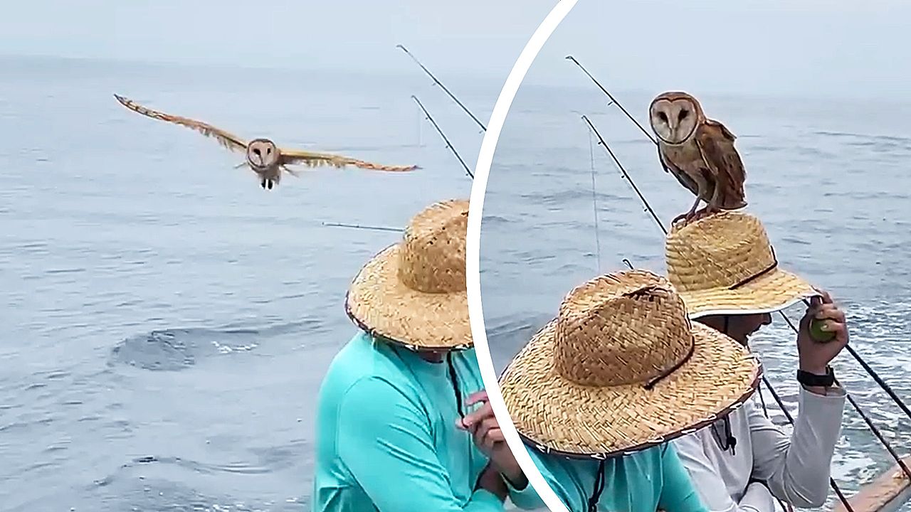 Watch Cleveland Browns 3 Most Crushing Moments - The Drive, The Fumble ...