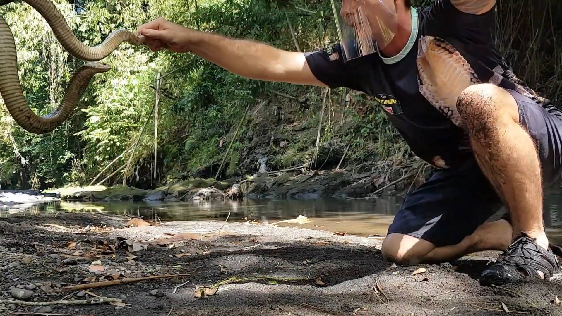 Deadly venomous snakes | Spitting cobra up close