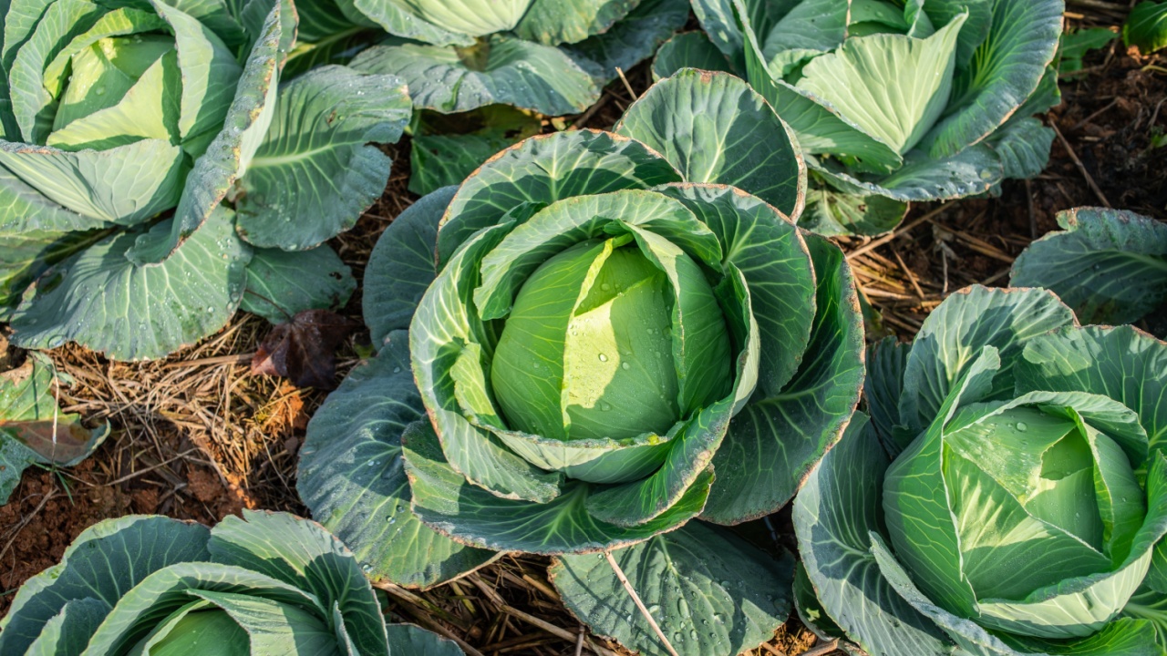 12 Best Companion Plants for Cabbage (And 5 to Avoid)