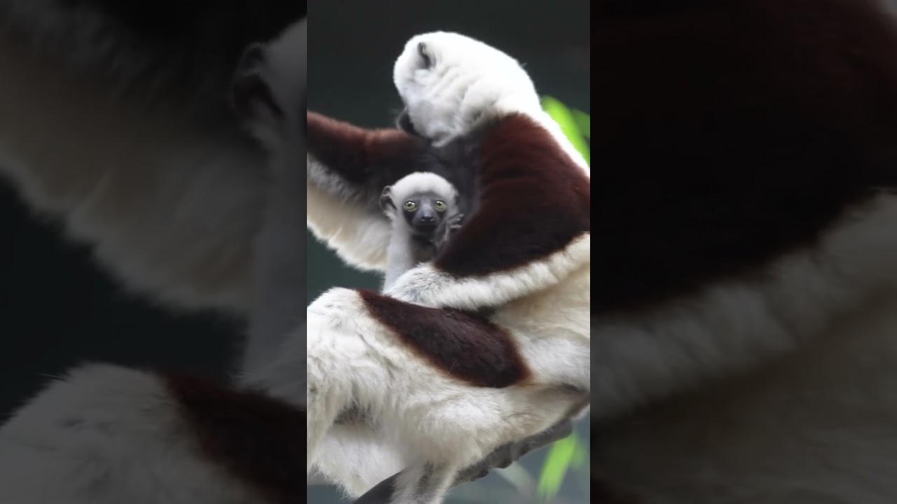 Baby lemur holds tight to its mother during a walk