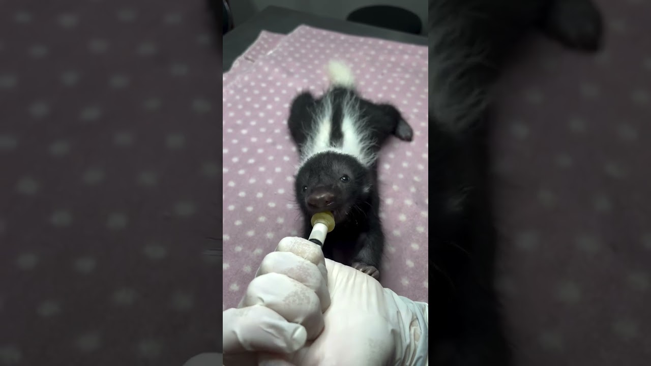 Rescued baby skunk gets loving care and food
