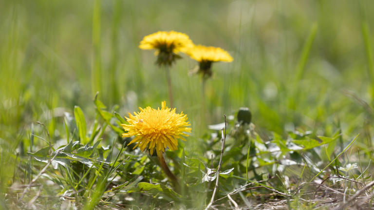 Why You Should Avoid Using Vinegar To Kill Weeds In Your Garden