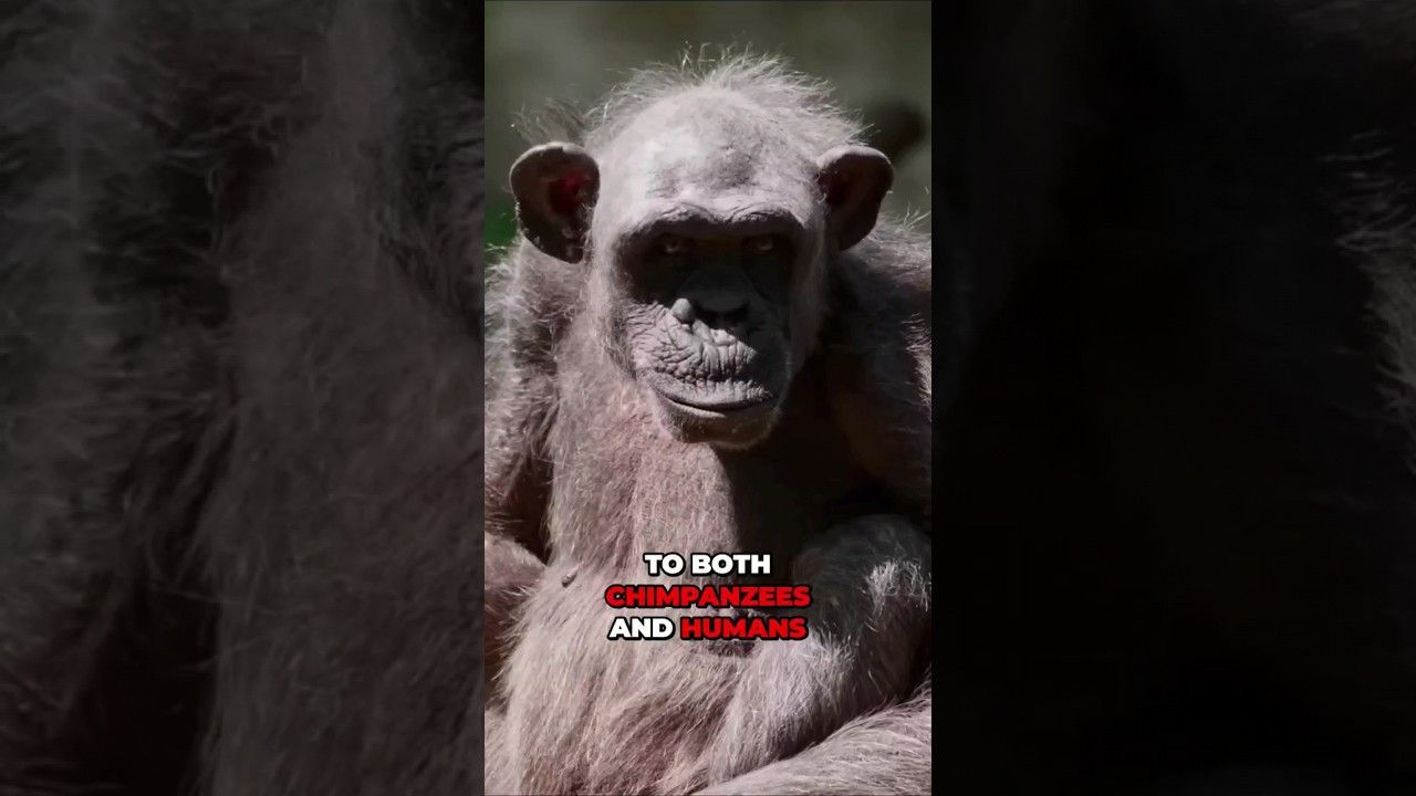 The truth about human and chimpanzee evolution revealed