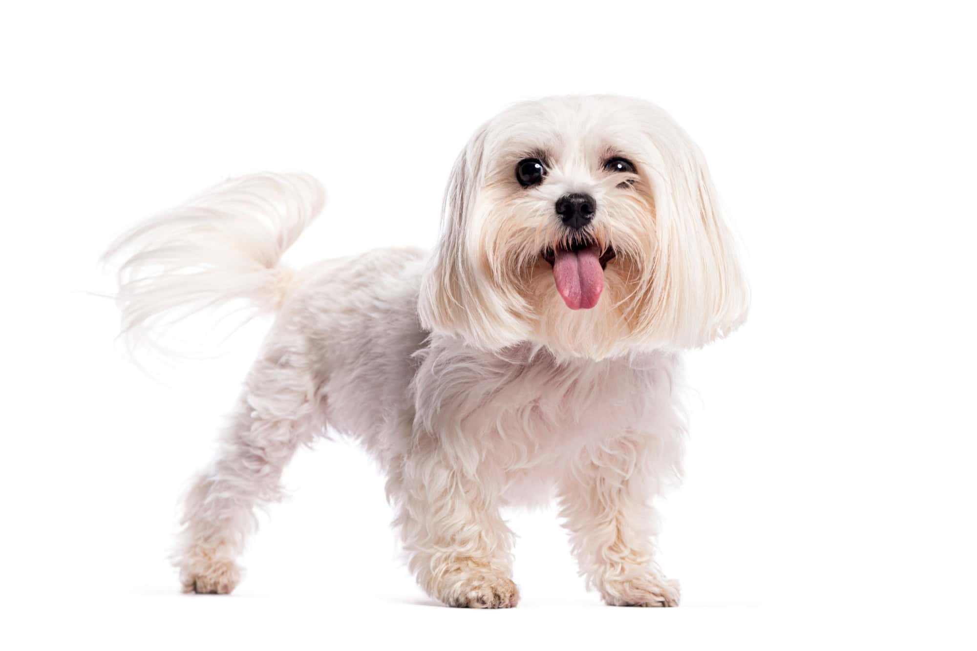 11 signs of a happy dog