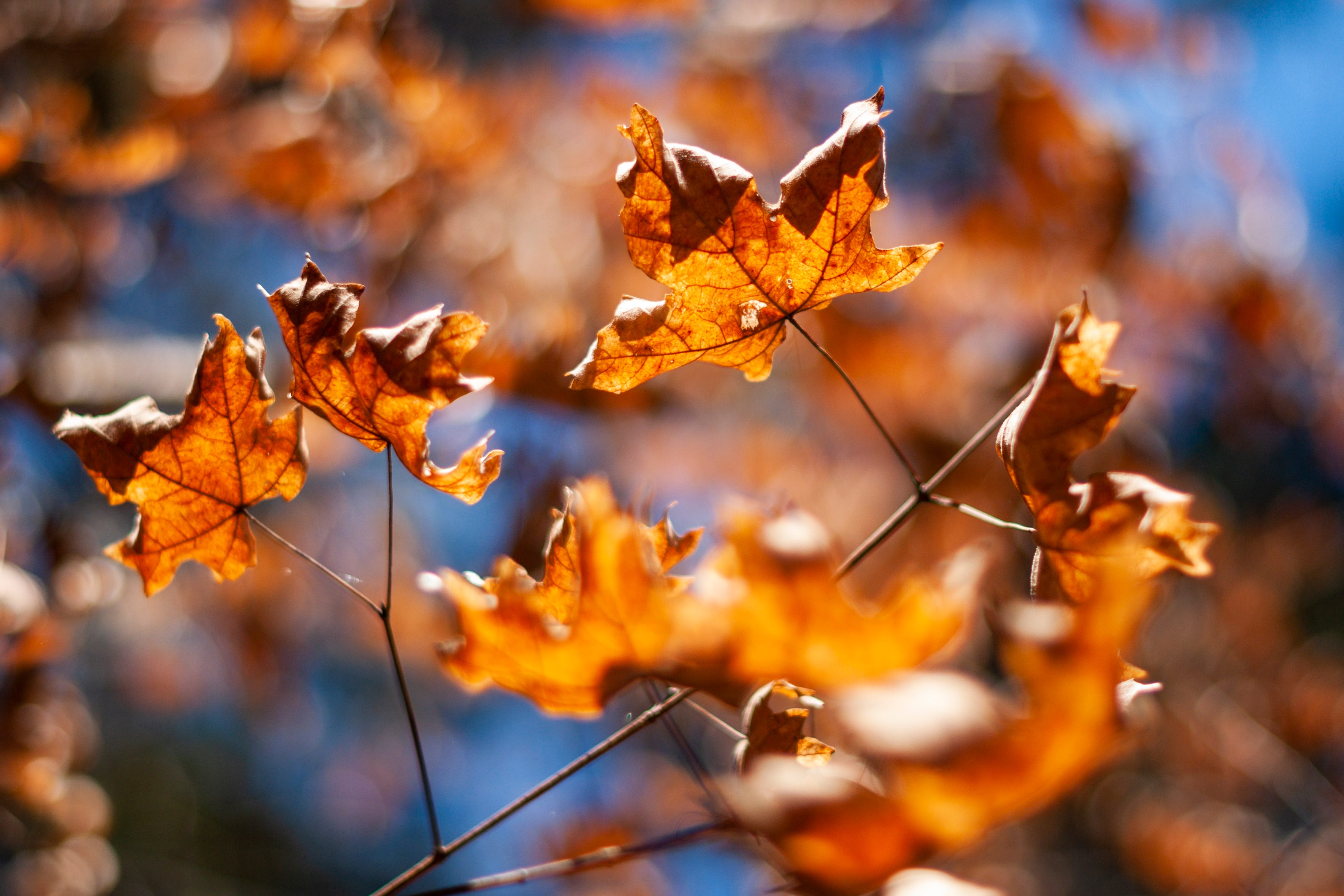 Where do leaves change color in Florida? See 2025 fall foliage maps ...